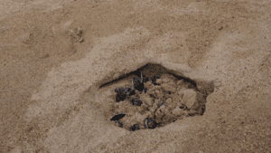 Tortugas Marinas - EcoExploratorio: Museo de Ciencias de Puerto Rico