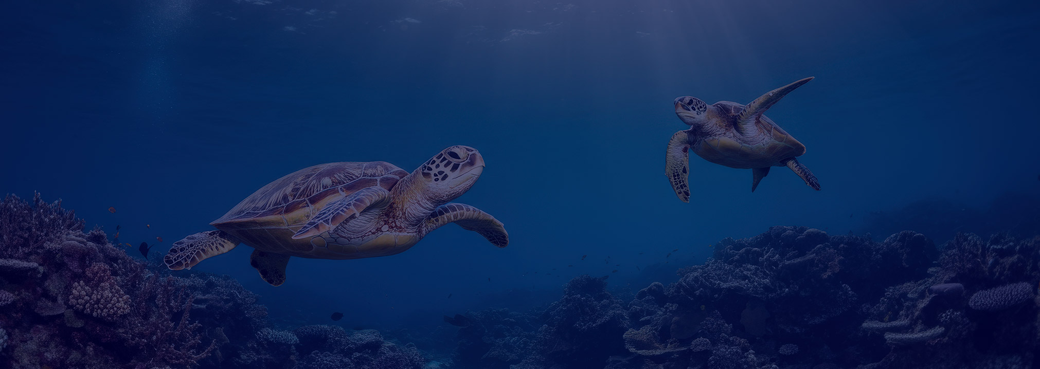 EcoExploratorio: Museo de Ciencias de Puerto Rico